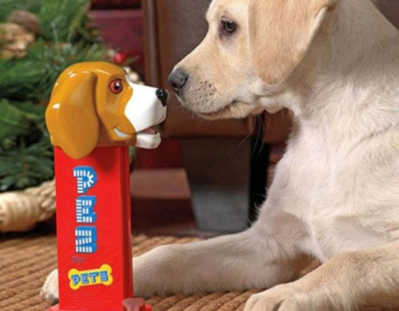 50 Coolest Dog Gadgets and Products For All Dogs