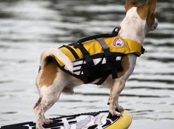 50 Coolest Dog Gadgets and Products For All Dogs