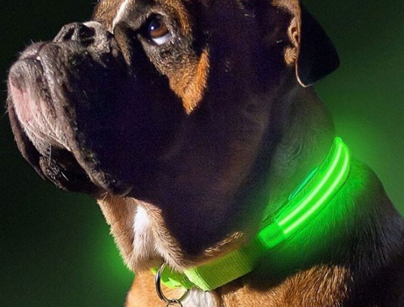 50 Coolest Dog Gadgets and Products For All Dogs