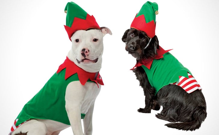 55+ Cool Pet Costumes For Dogs Of All Sizes ( Dog Costume Ideas )
