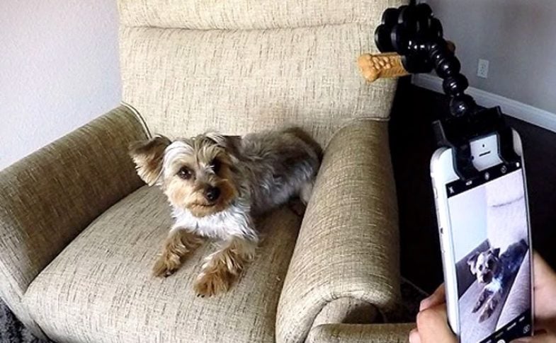 50 Coolest Dog Gadgets and Products For All Dogs