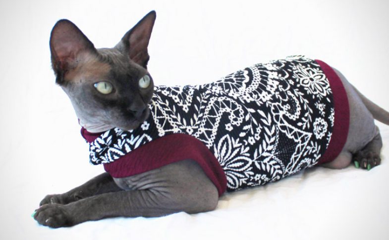 Cat Clothes - 60 Best Items Of Cat Clothing For ALL Cats!