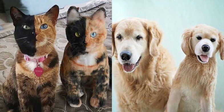 Cuddle Clones - Awesome Stuff 365