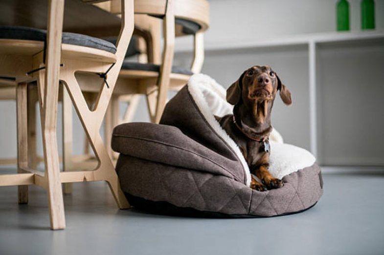 35 Luxurious & Unique Dog Beds for All Dogs
