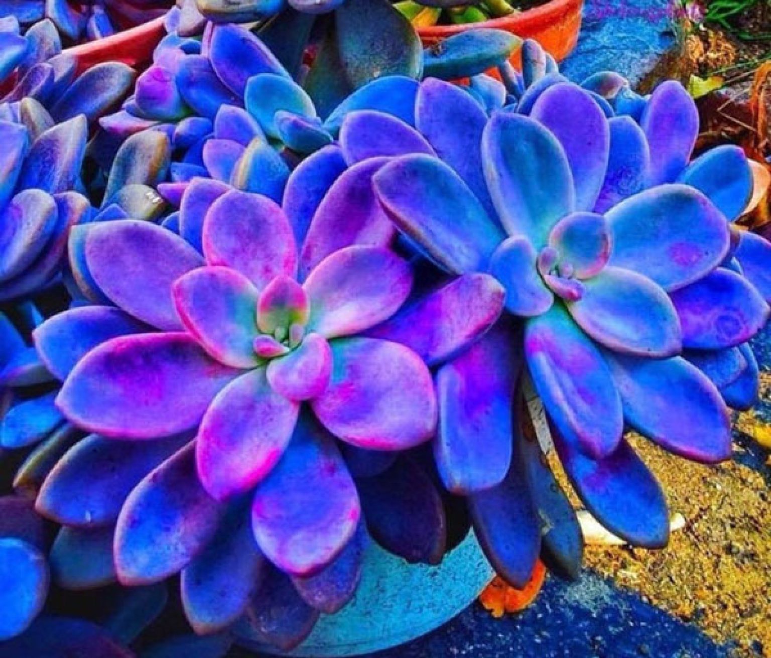 30 Cool Succulents You Should Buy - Most Beautiful and Rare