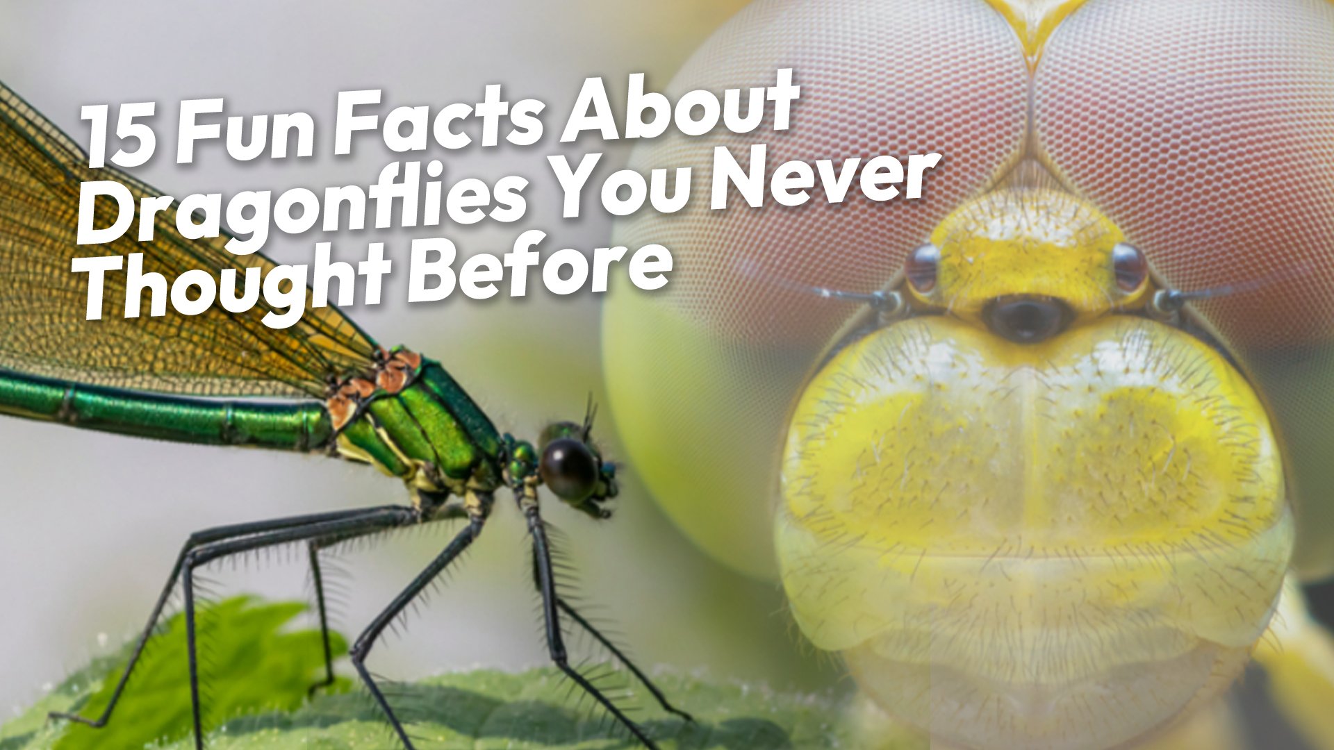 15 Fun Facts of Dragonflies You Never Thought Before