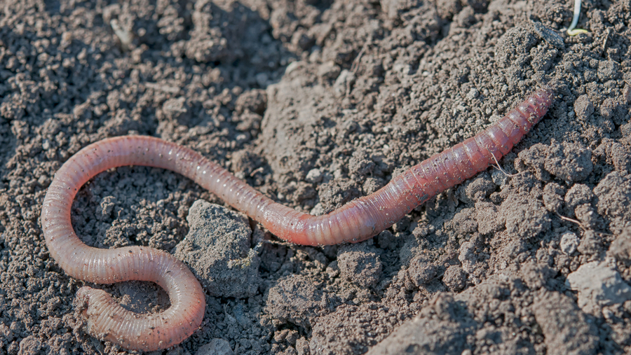 15 Interesting Facts About Worms For Kids That They Should Know 2023 