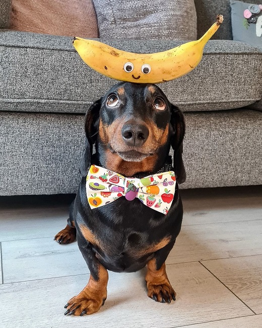 This Tiny Dachshund Balancing Tricks Made Him an Internet Star