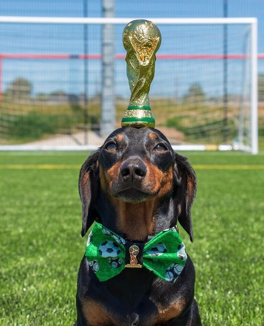 This Tiny Dachshund Balancing Tricks Made Him an Internet Star