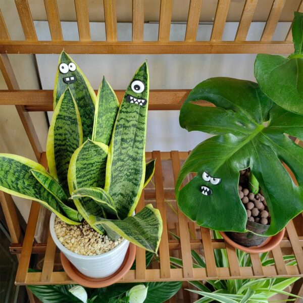 Monster Plant Magnet Eyes for Houseplants