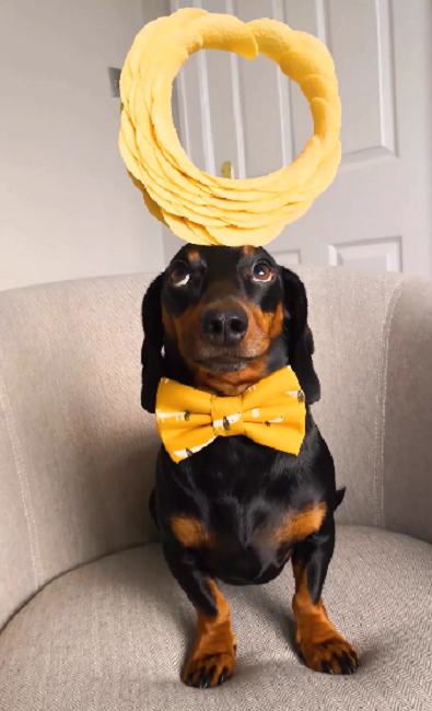 This Tiny Dachshund Balancing Tricks Made Him an Internet Star