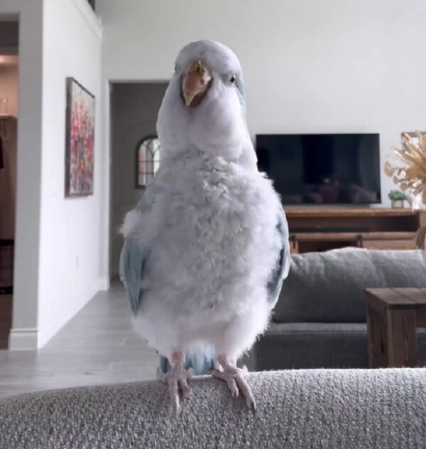 This Parrot Doesn’t Just Sing, She Dances! Auggie’s Hilarious Moves to ...