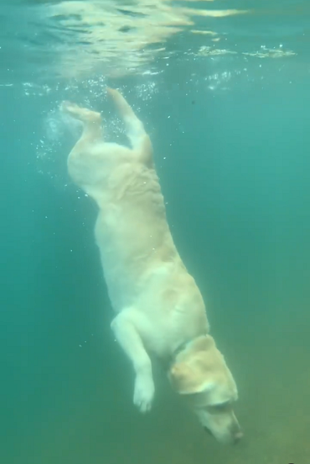 This NYC Labrador Dog Takes Diving to a Whole New Level!