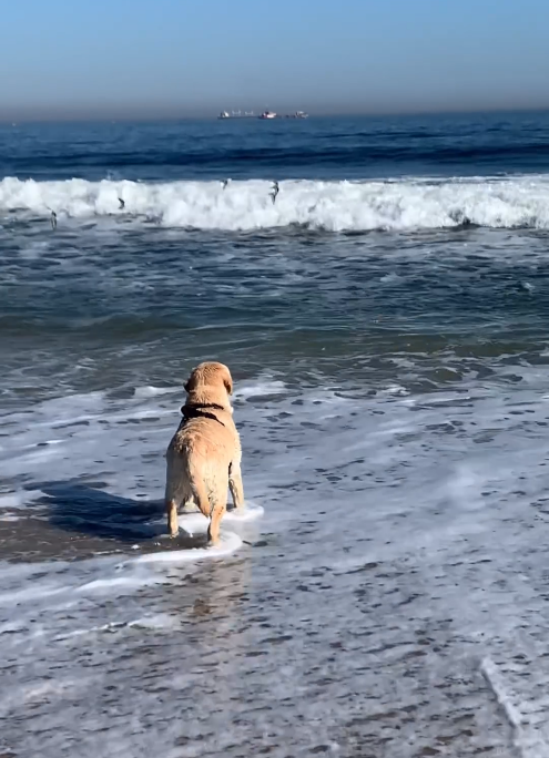 This NYC Labrador Dog Takes Diving to a Whole New Level!