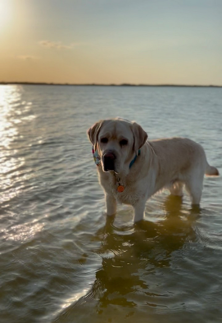 This NYC Labrador Dog Takes Diving to a Whole New Level!