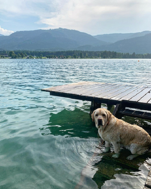 This NYC Labrador Dog Takes Diving to a Whole New Level!