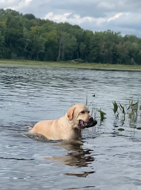 This NYC Labrador Dog Takes Diving to a Whole New Level!