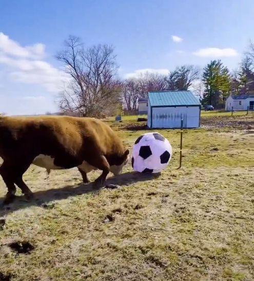 This Playful Bull has a Unique Hobby That will Melt Your Heart ...