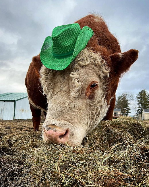 This Playful Bull has a Unique Hobby That will Melt Your Heart ...