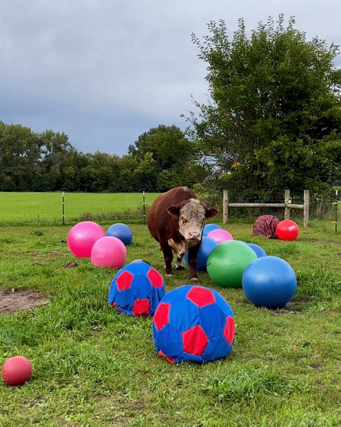 This Playful Bull has a Unique Hobby That will Melt Your Heart ...