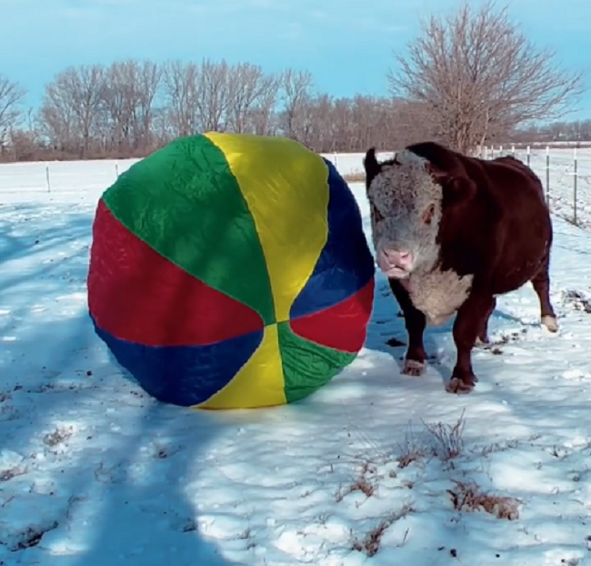 This Playful Bull has a Unique Hobby That will Melt Your Heart ...