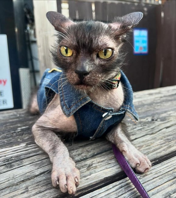 This Scruffy "Chupacabra" Cat Dares to Eat Everything—and Even Wrestles ...