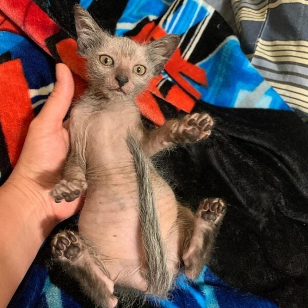 This Scruffy "Chupacabra" Cat Dares to Eat Everything—and Even Wrestles ...