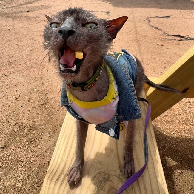 This Scruffy "Chupacabra" Cat Dares to Eat Everything—and Even Wrestles ...