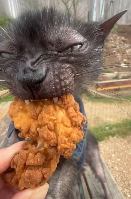 This Scruffy "Chupacabra" Cat Dares to Eat Everything—and Even Wrestles ...