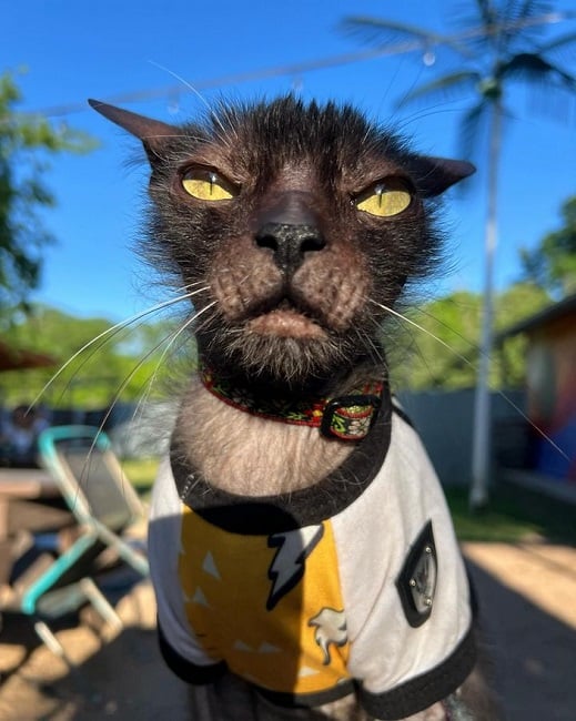 This Scruffy "Chupacabra" Cat Dares to Eat Everything—and Even Wrestles ...