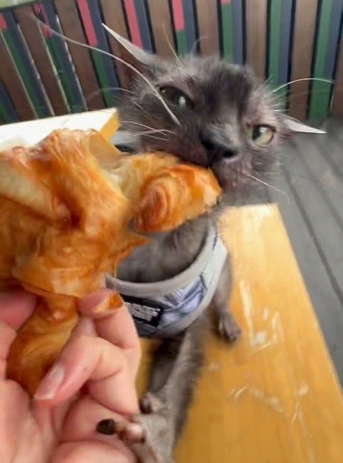 This Scruffy "Chupacabra" Cat Dares to Eat Everything—and Even Wrestles ...