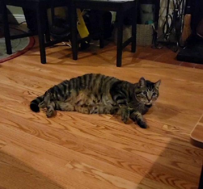 This Cat's “Gifts” Aren’t What You’d Expect!