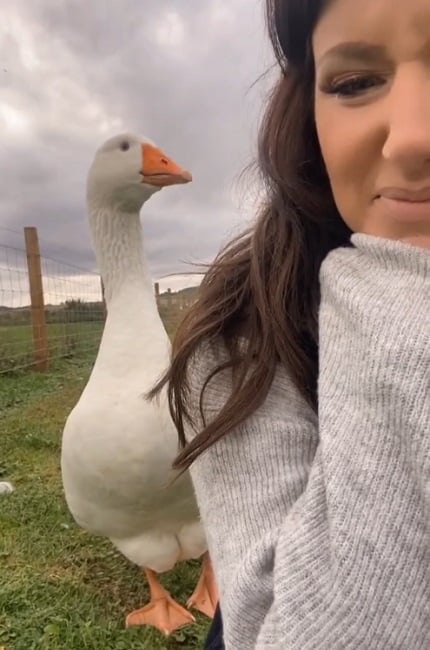 This Loyal Goose Acts Like a Jealous Partner for His Human!