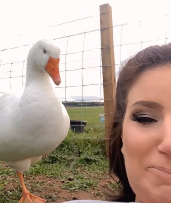 This Loyal Goose Acts Like a Jealous Partner for His Human!