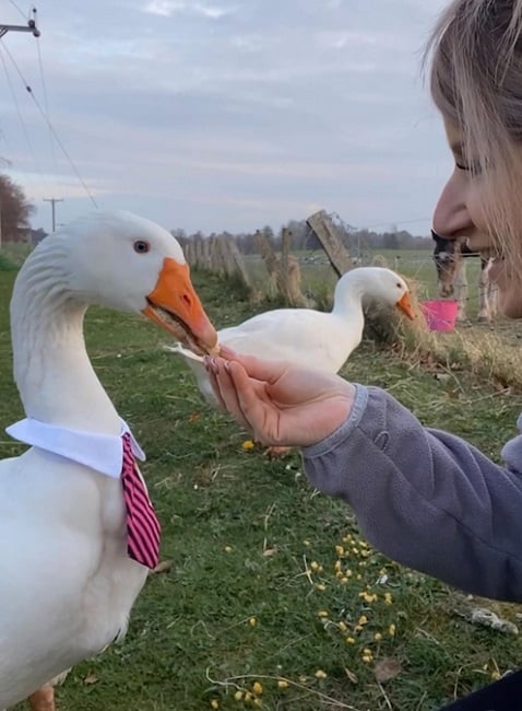 This Loyal Goose Acts Like a Jealous Partner for His Human!