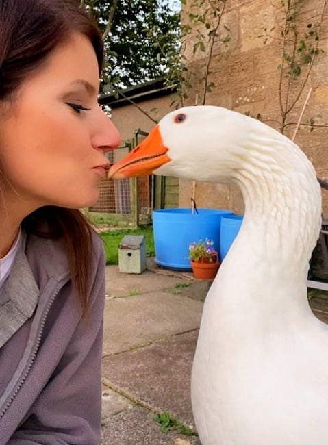 This Loyal Goose Acts Like a Jealous Partner for His Human!