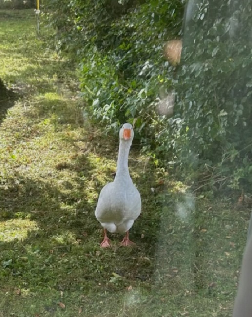 This Loyal Goose Acts Like a Jealous Partner for His Human!