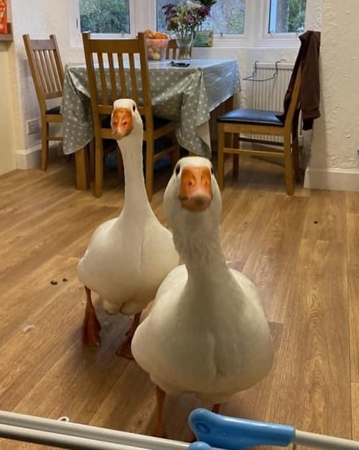 This Loyal Goose Acts Like a Jealous Partner for His Human!