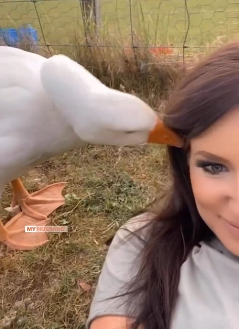 This Loyal Goose Acts Like a Jealous Partner for His Human!