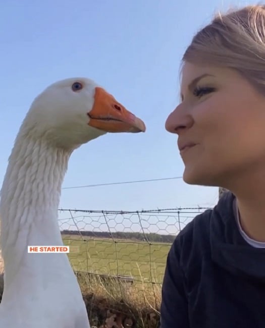 This Loyal Goose Acts Like a Jealous Partner for His Human!