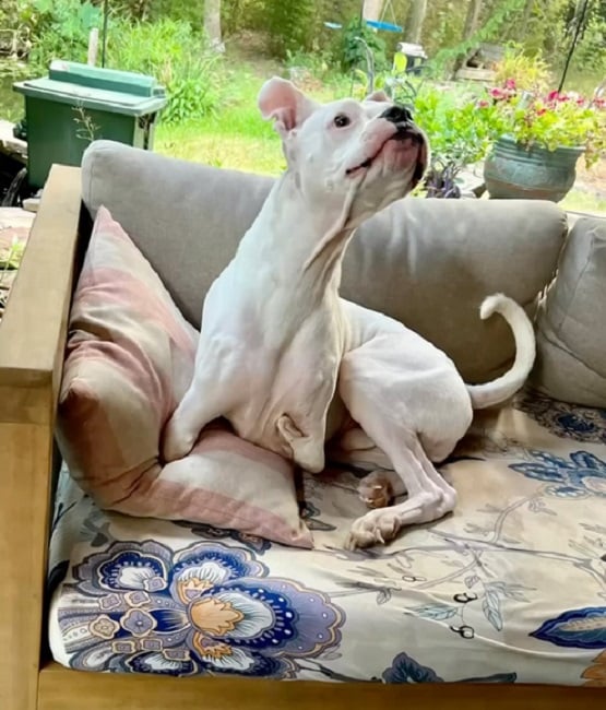 This Two-legged Dog Proves Love Can Overcome Any Obstacle!