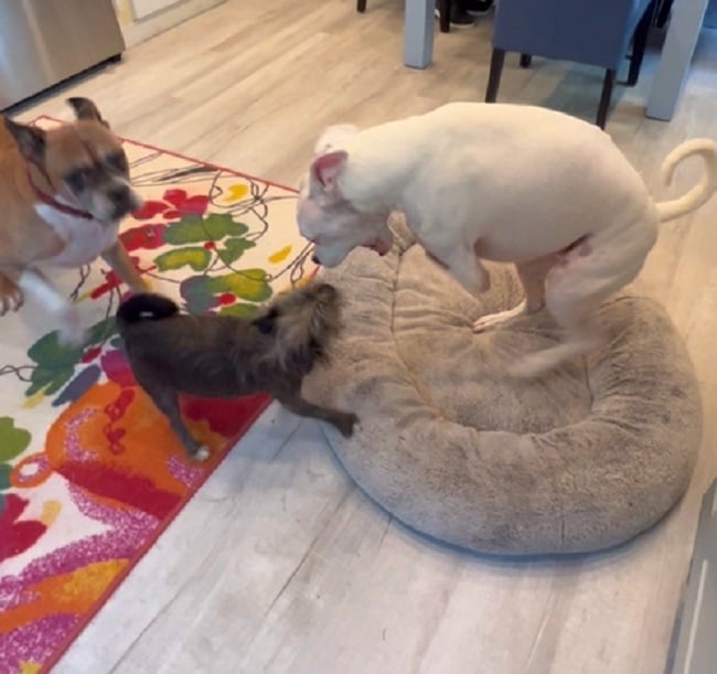 This Two-legged Dog Proves Love Can Overcome Any Obstacle!