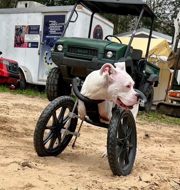 This Two-legged Dog Proves Love Can Overcome Any Obstacle!