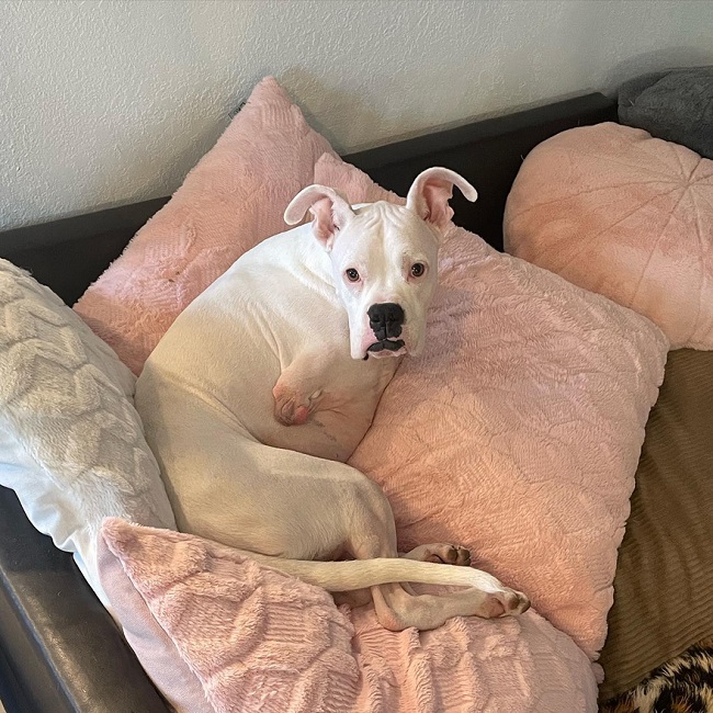 This Two-legged Dog Proves Love Can Overcome Any Obstacle!