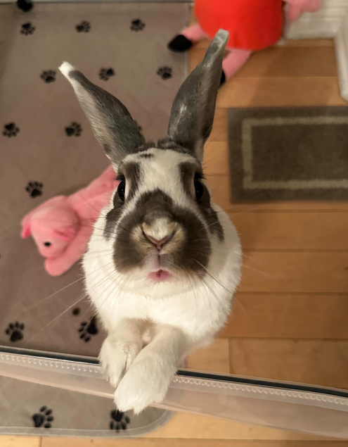 The Jealous Bunny Who Took Over The House