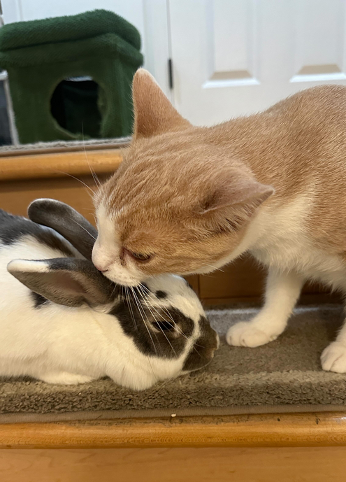 The Jealous Bunny Who Took Over The House