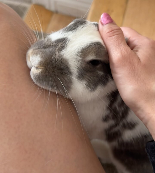 The Jealous Bunny Who Took Over The House