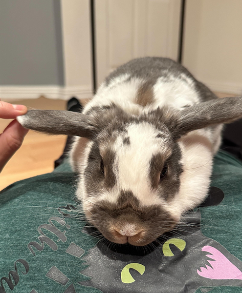 The Jealous Bunny Who Took Over The House