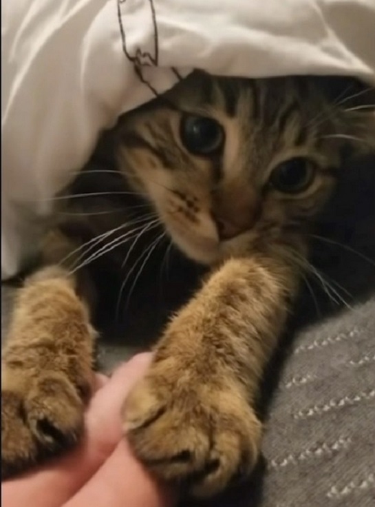 This Cat Demands ALL the Attention! Could You Handle This Much Love?