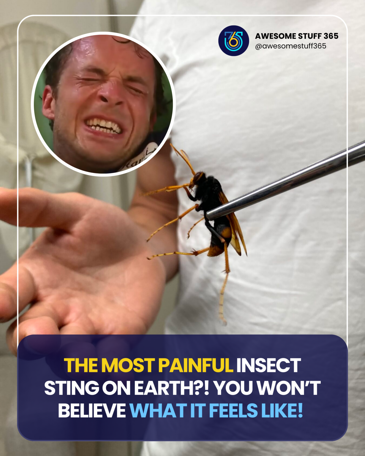 The Insects Behind the World's Most Painful Sting